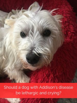 Addison’s Disease in dogs – Poppy's Story
