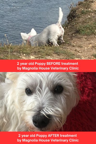 Cl 91 in dogs…What does it indicate? – Poppy's Story